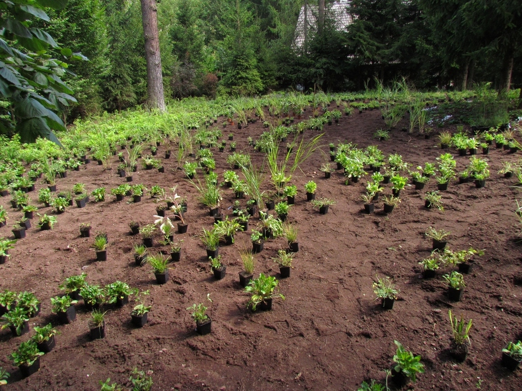 MojObrtnik - TRAJNICE CARNIOLA - GOJENJE, MATIC SEVER s.p.