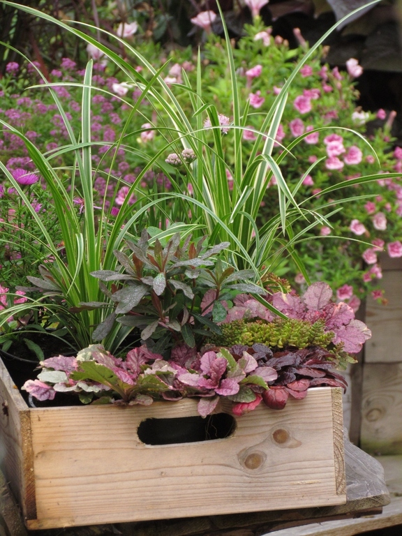 MojObrtnik - TRAJNICE CARNIOLA - GOJENJE, MATIC SEVER s.p.