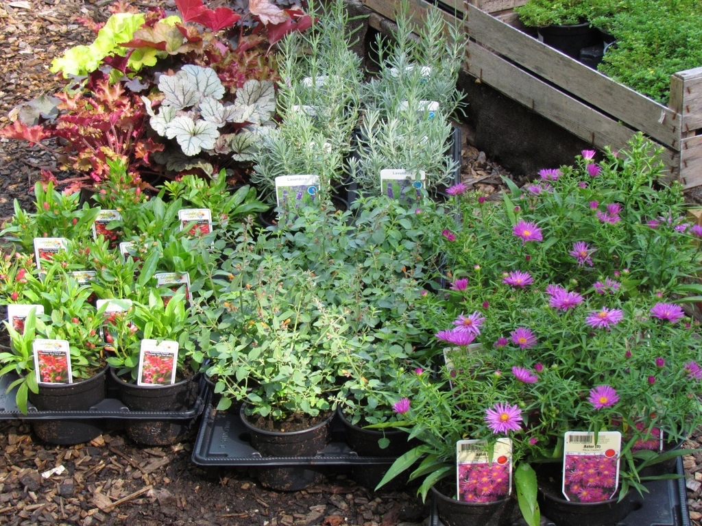 MojObrtnik - TRAJNICE CARNIOLA - GOJENJE, MATIC SEVER s.p.