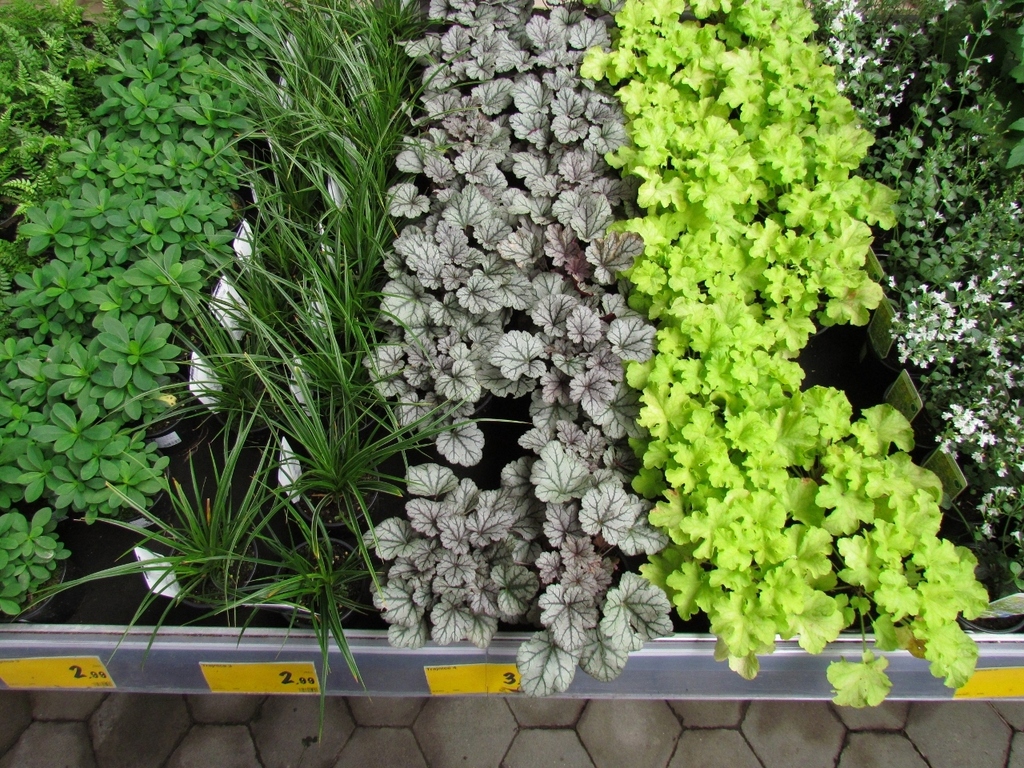 MojObrtnik - TRAJNICE CARNIOLA - GOJENJE, MATIC SEVER s.p.